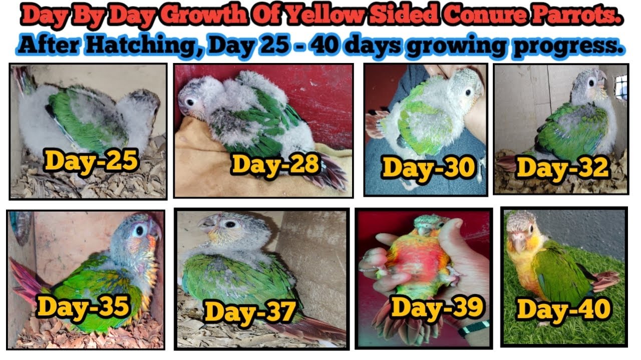 Day by day growth of yellow sided Conure parrots ||PSALLPETS|| 25-40 ...