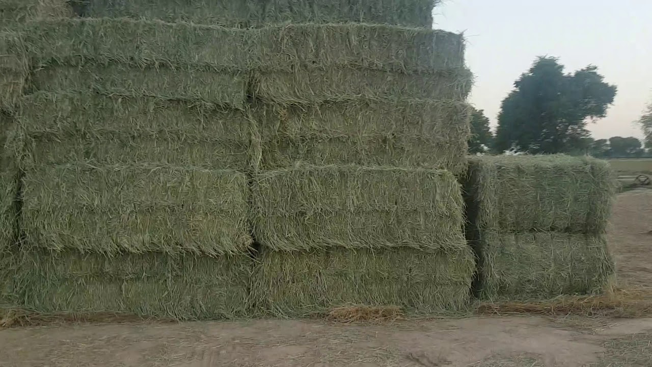 Rhodes Grass hay , another look of Hay stock - YouTube