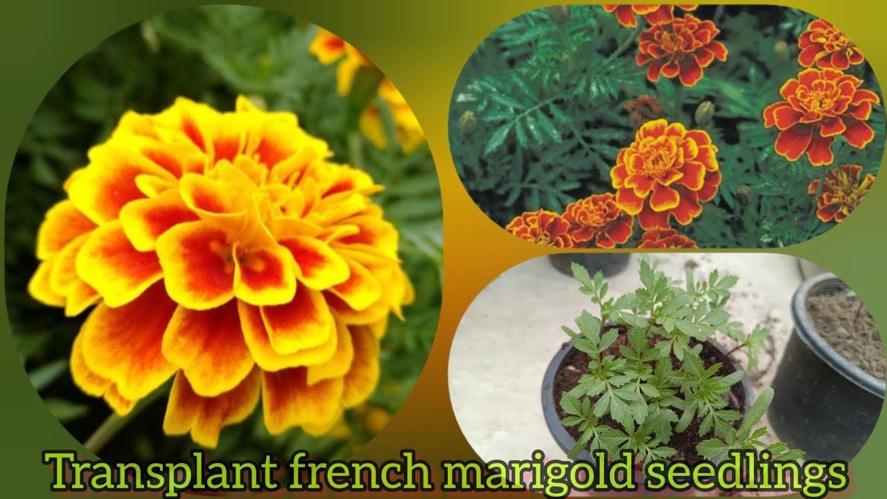 How to transplant french marigold seedlings | seedlings care | soil mixture // Grow green 445 ...