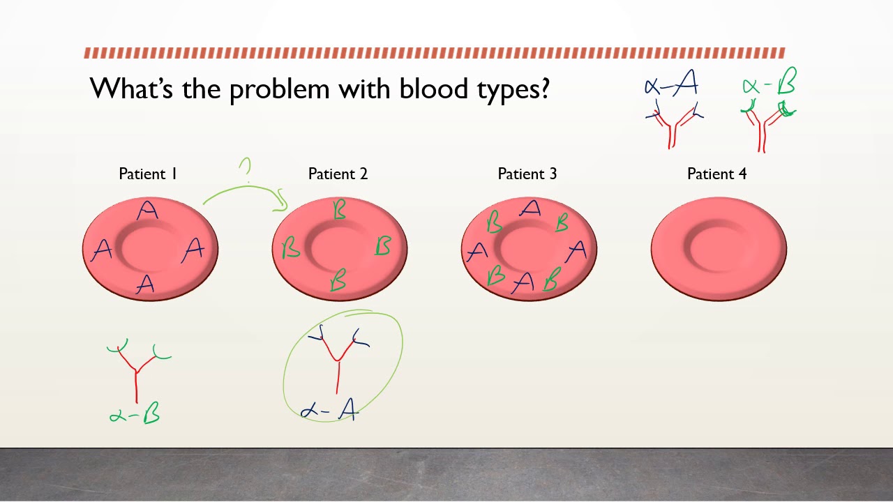 Blood Types And Typing YouTube Blood Types And Typing YouTube