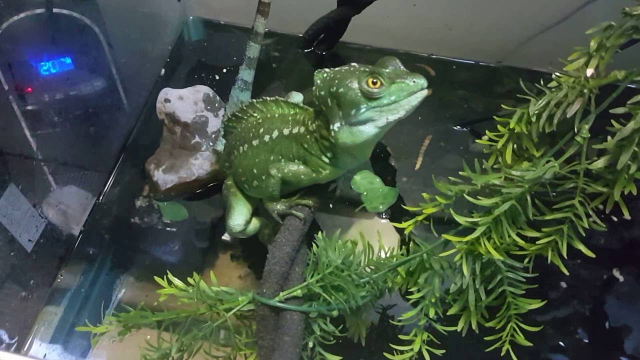 Basilisk fishing - YouTube
