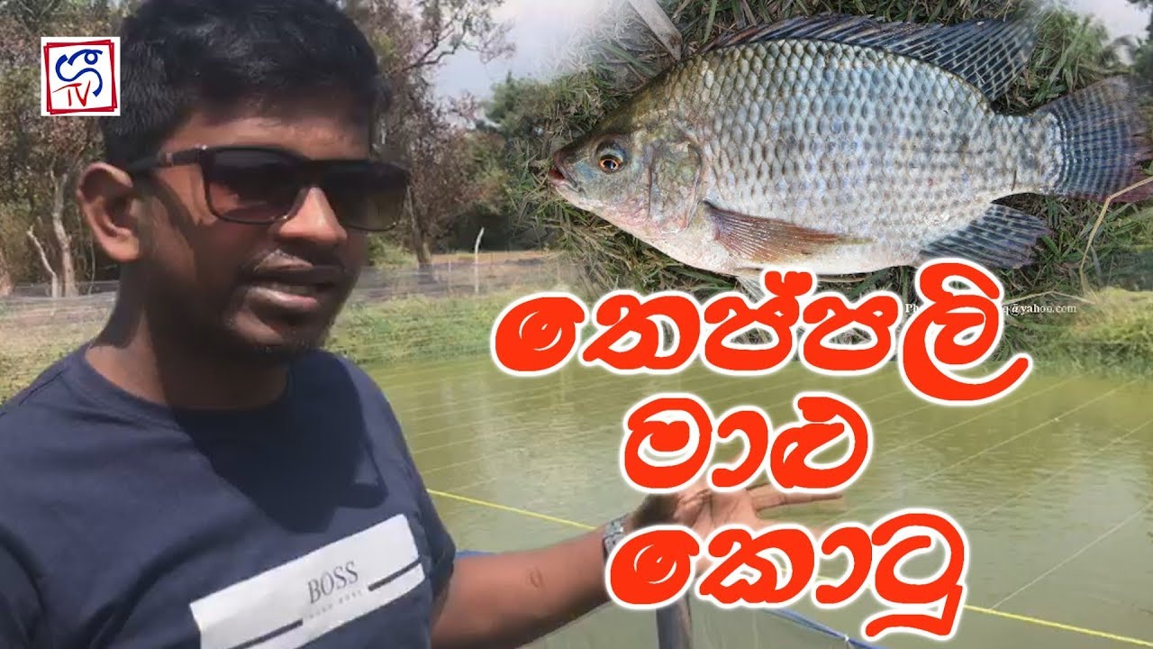 teppali fish nest Lassana Lnka Geetv - YouTube