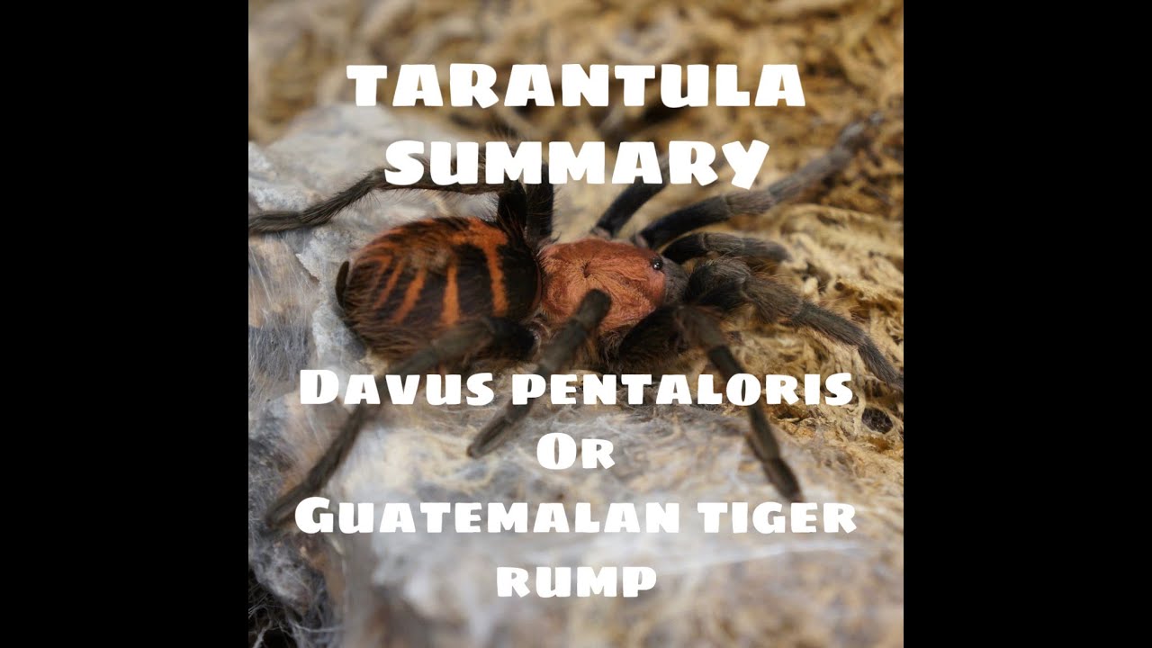 Tarantula Summary: Davus pentaloris (Guatemalan tiger rump) - YouTube