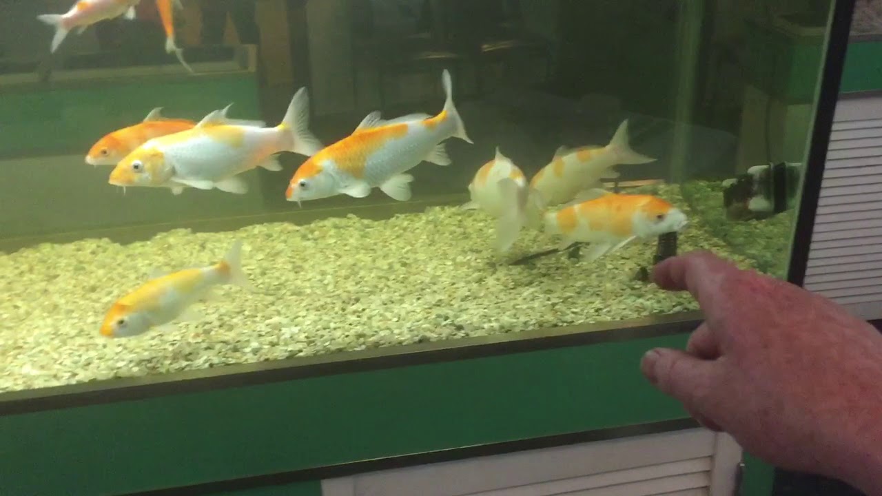 Oxygen problems are common in aquariums - YouTube