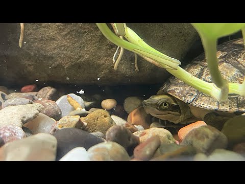 Pan’s Box Turtle | Cuora Pani | Feeding Time at the Dallas Zoo - YouTube