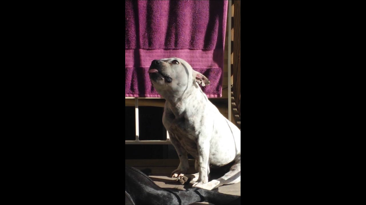 Snapping dog - YouTube