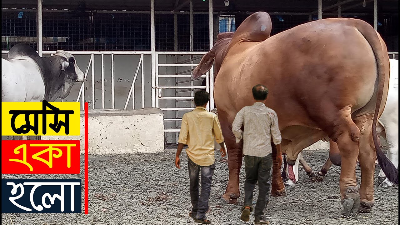 Gabtoli gorur haat 2019 - Big cow in Dhaka - YouTube