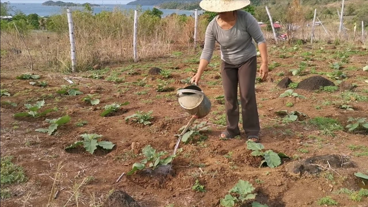 Pagdidilig ng tanim na talong - YouTube