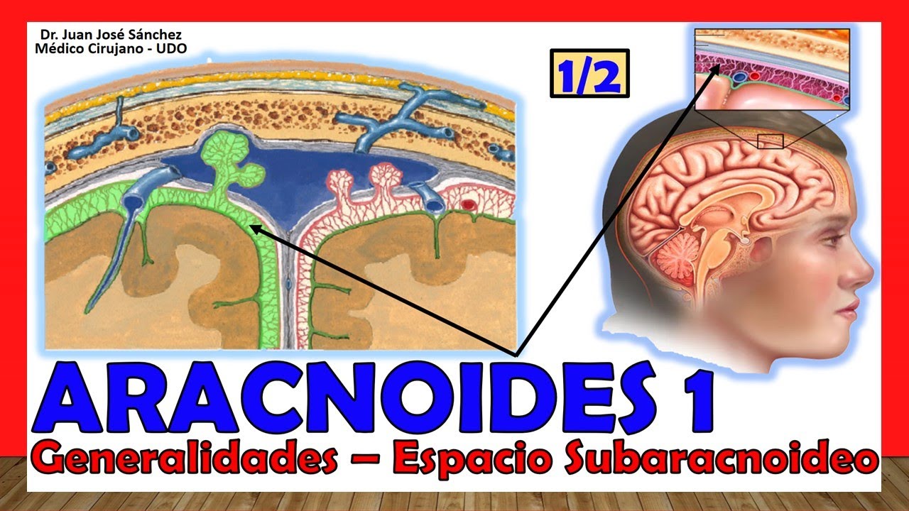🥇 ARACNOIDES 1/2. (Meninges) - Generalidades, Espacio Subaracnoideo ...