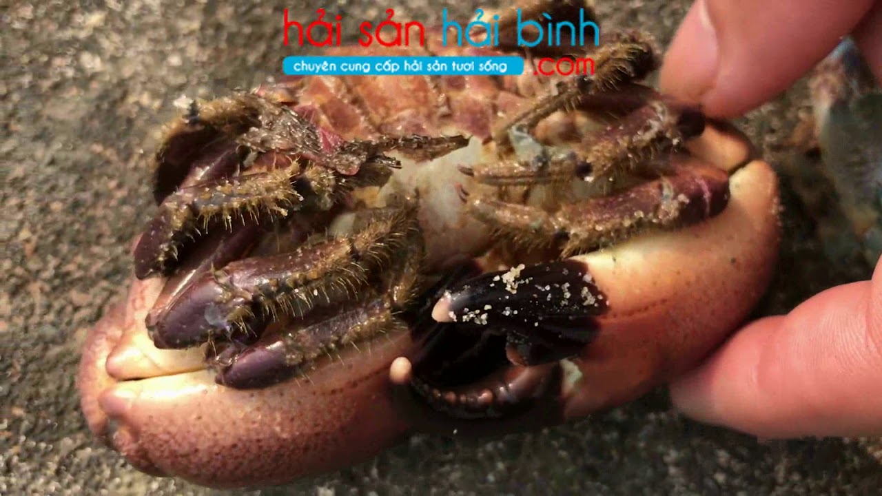 Con cua đá - cách phân biệt con cua đá có độc - YouTube