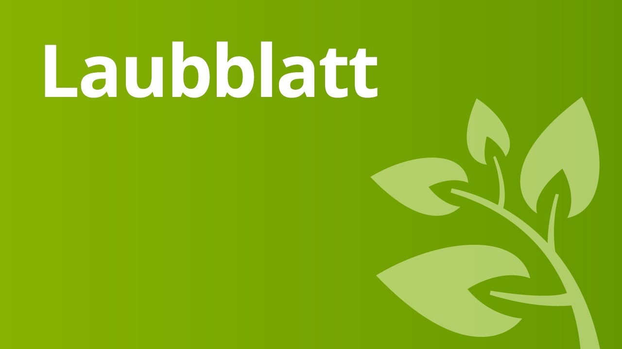 Laubblatt - Aufbau und Funktion | Biologie | Pflanzen und Pilze - YouTube