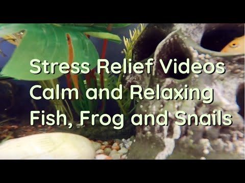 Calming Underwater Fish Tank Camera with Ambient Sound and Music - YouTube