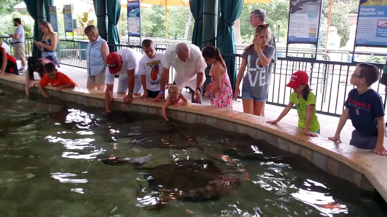 Gabbie and Gracie with the stingrays at the St Louis zoo - YouTube