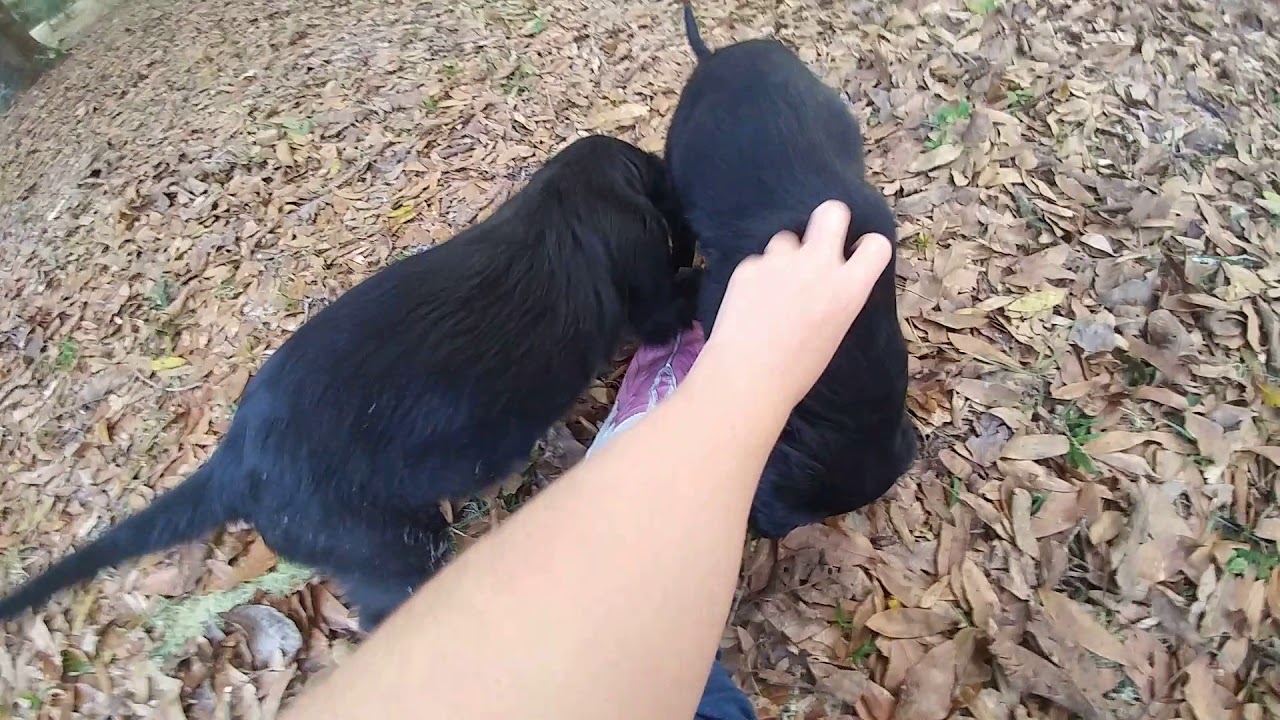 Adorable Spangled Retrievers 😍💝 - YouTube