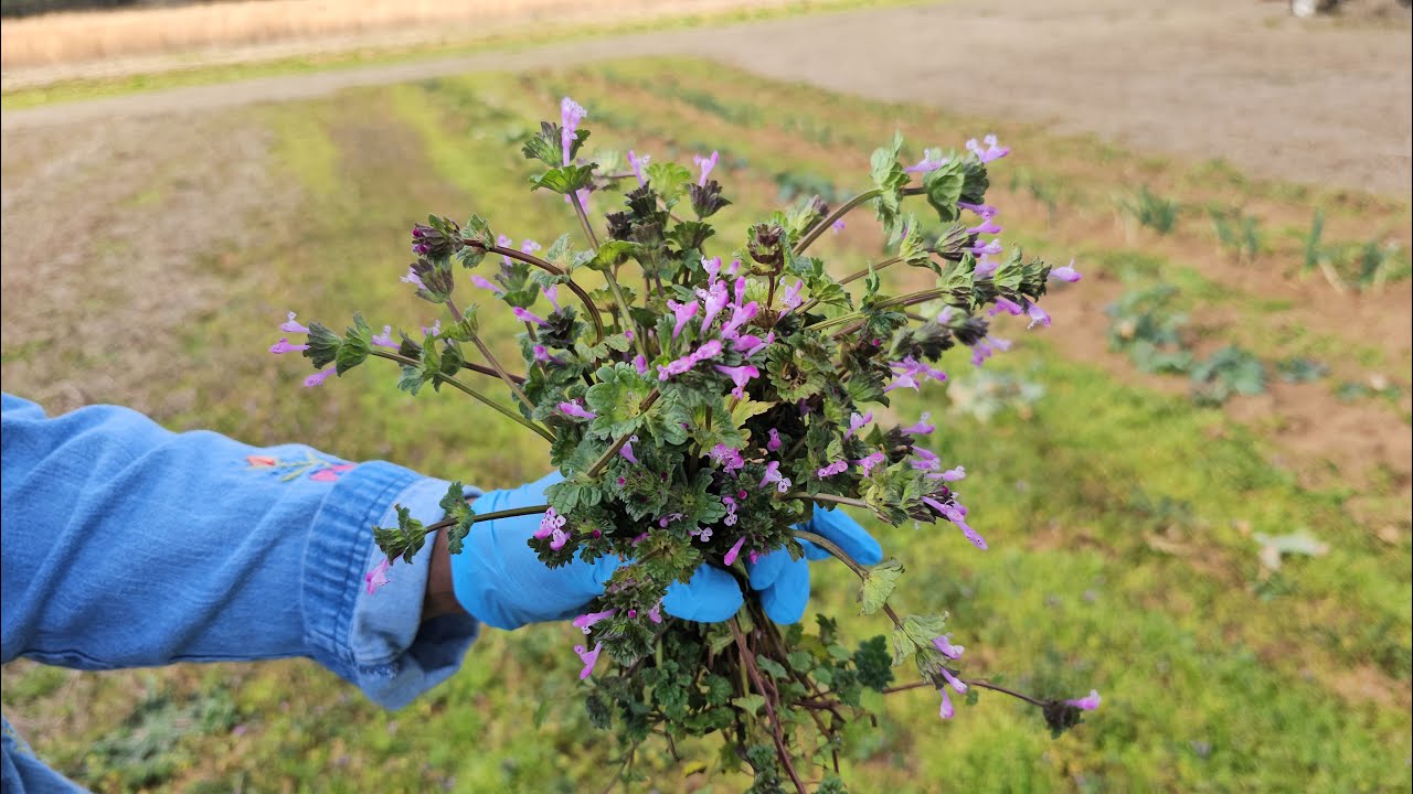 Henbit Dead Nettle | A Weed With Benefits - YouTube