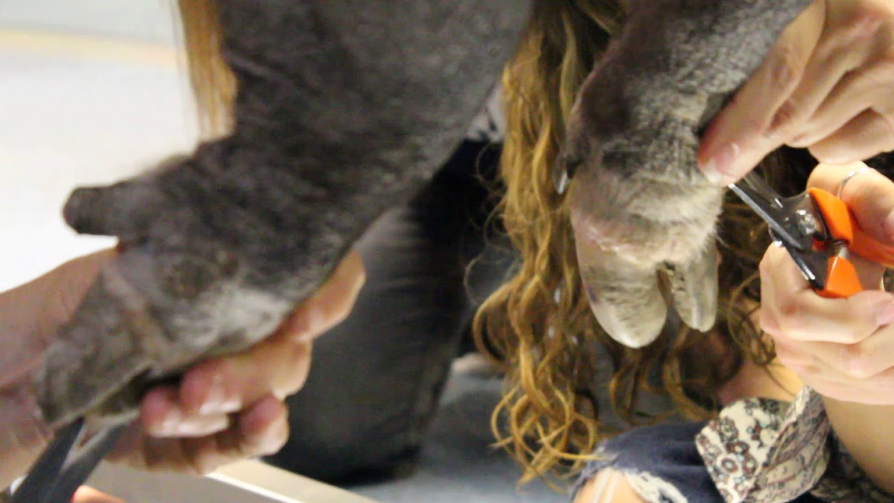 Hoof Trimming with Dr. Kristie using a pig sling - YouTube