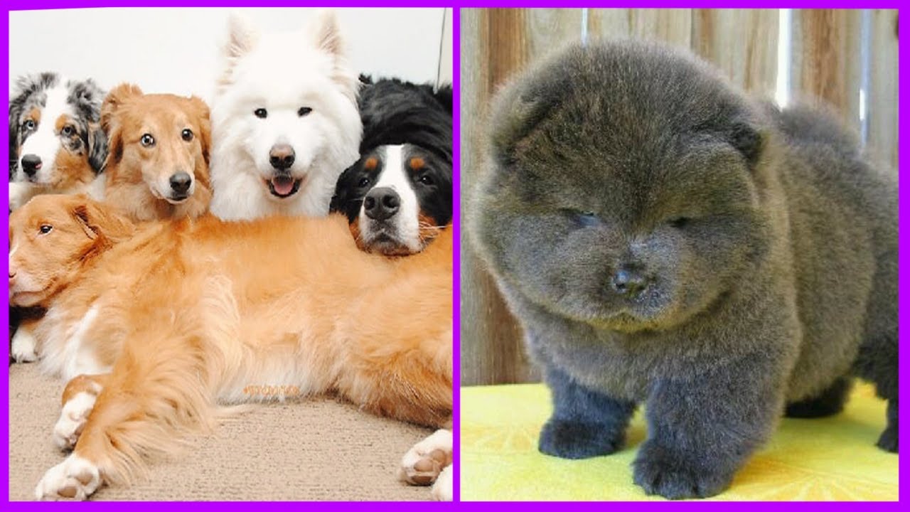 Funny And Cute December Dogs Compilation #3 - YouTube