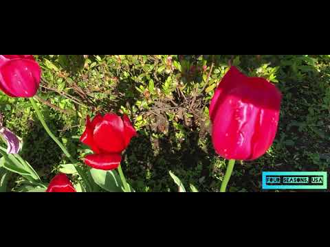 Spring blossoms-E-6NYC park! Tulip/ Oval park! relax & happy music!