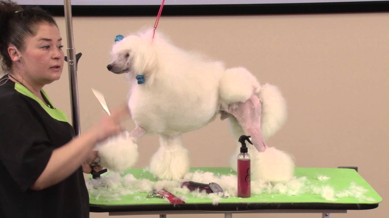 Dog Grooming - Grooming a Poodle in a Show Continental Trim Including ...