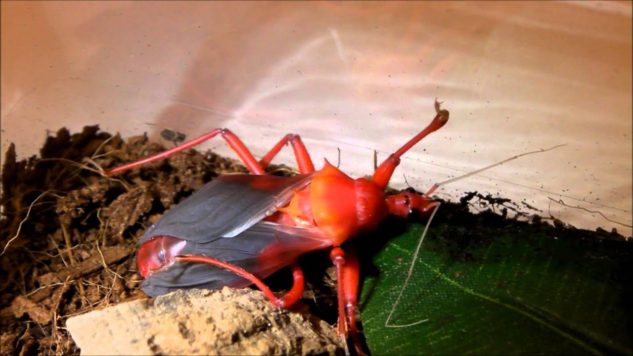 Assassin Bug Molt! Amazing colours!!! - YouTube