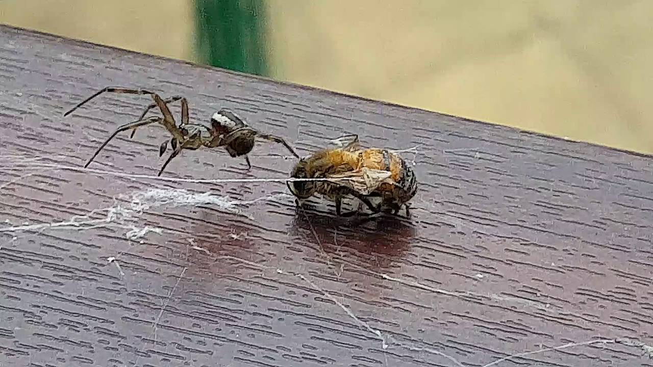 Spider vs bee - YouTube