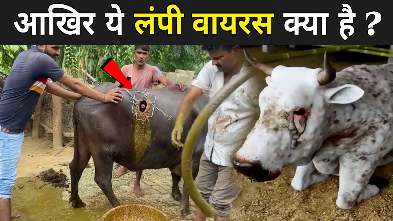 आखिर ये लंपी वायरस क्या है, और कब तक बनेगी वैक्सीन ? | Lumpy Virus In Cows | Lumpy Skin Disease ...