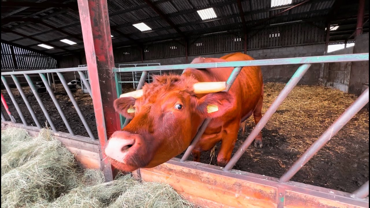 Cow Training Masterclass - Ready For TB Testing! - YouTube