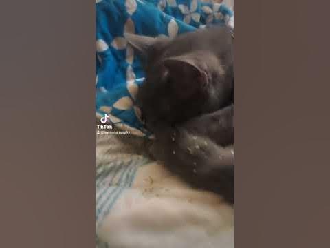 Ash and catnip time - YouTube