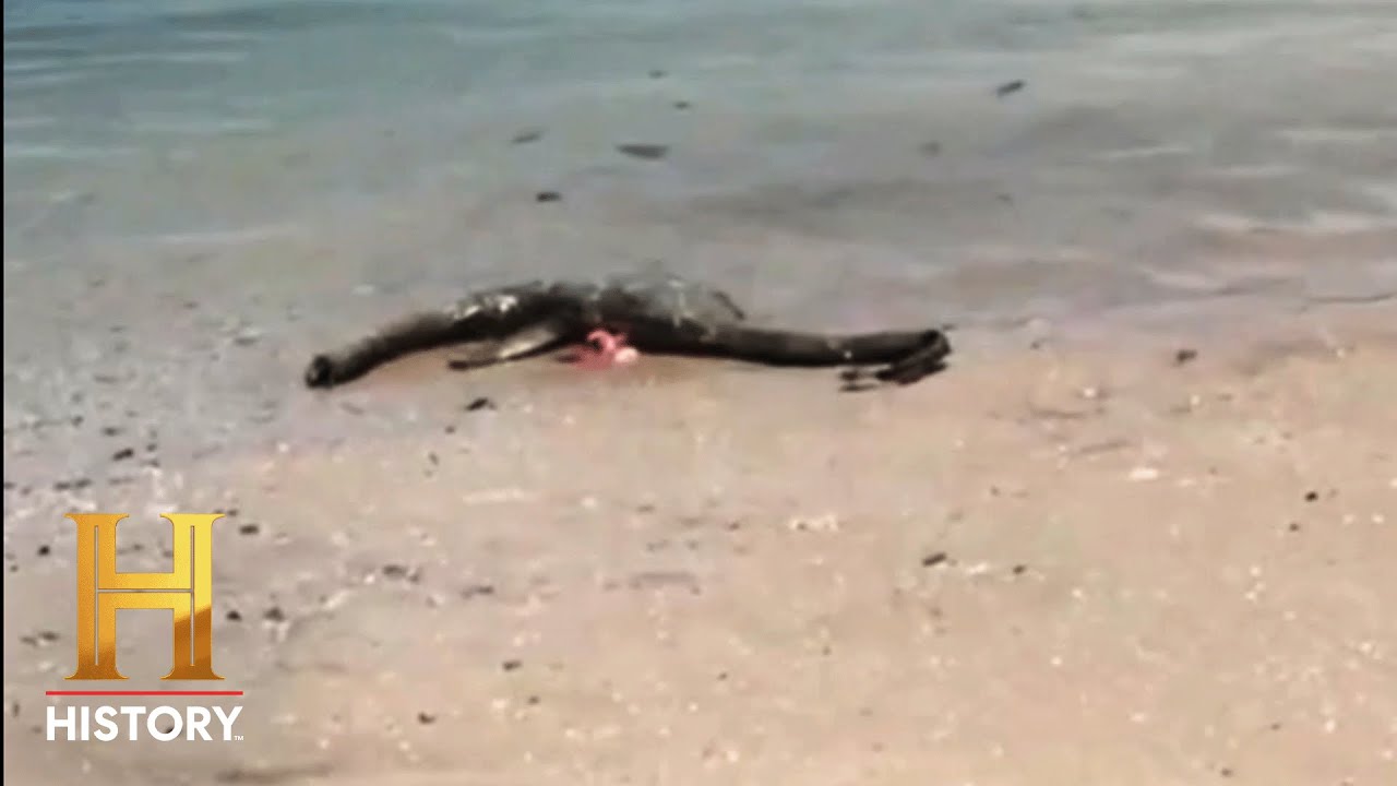 LAKE MONSTER IN GEORGIA “It Appears to be a Washed-up Carcass” | The ...