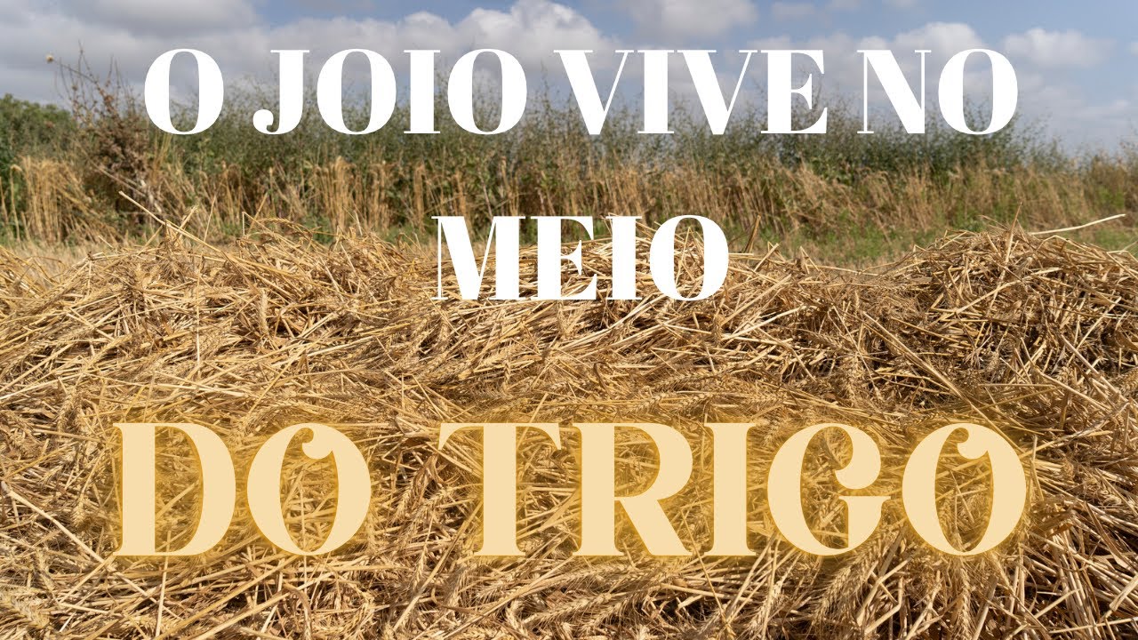 O JOIO VIVE NO MEIO DO TRIGO! 🕊️🔥#biblia #palavradedeus #joio # ...