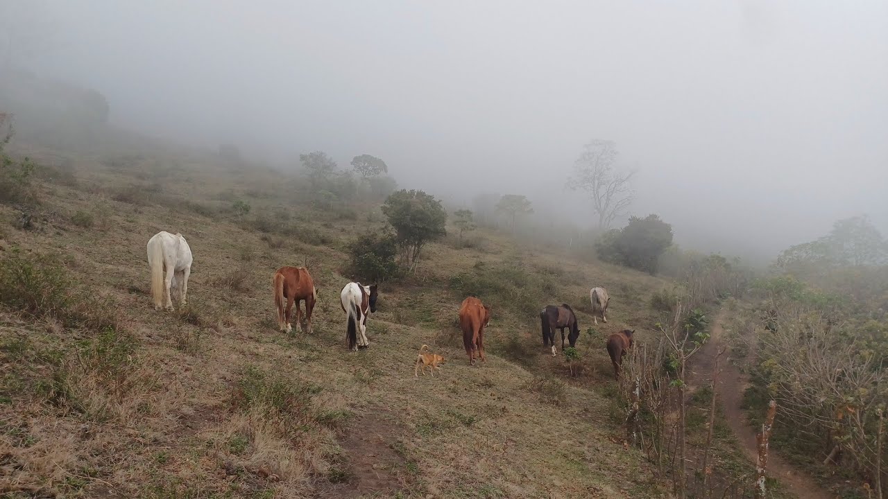 Así es la bendición en el campo los caballos y vacas disfrutando mucho ...