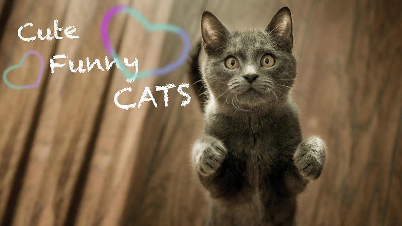 Video of Cats on a Walk | Cat Fun | Relax Sounds of Nature | Purring ...