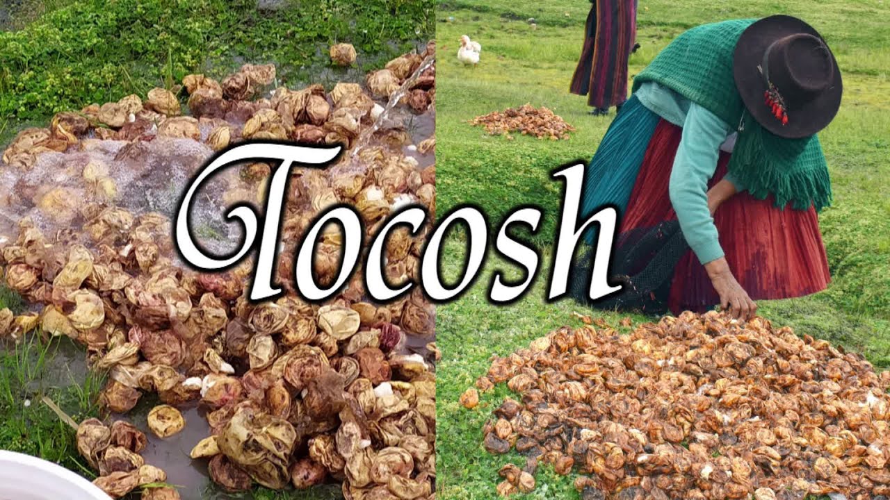 Tocosh Sacando Puro Natural en las Alturas de Huánuco - Perú - YouTube
