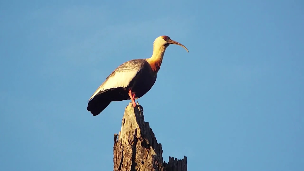 CURICACA (Theristicus caudatus) - YouTube