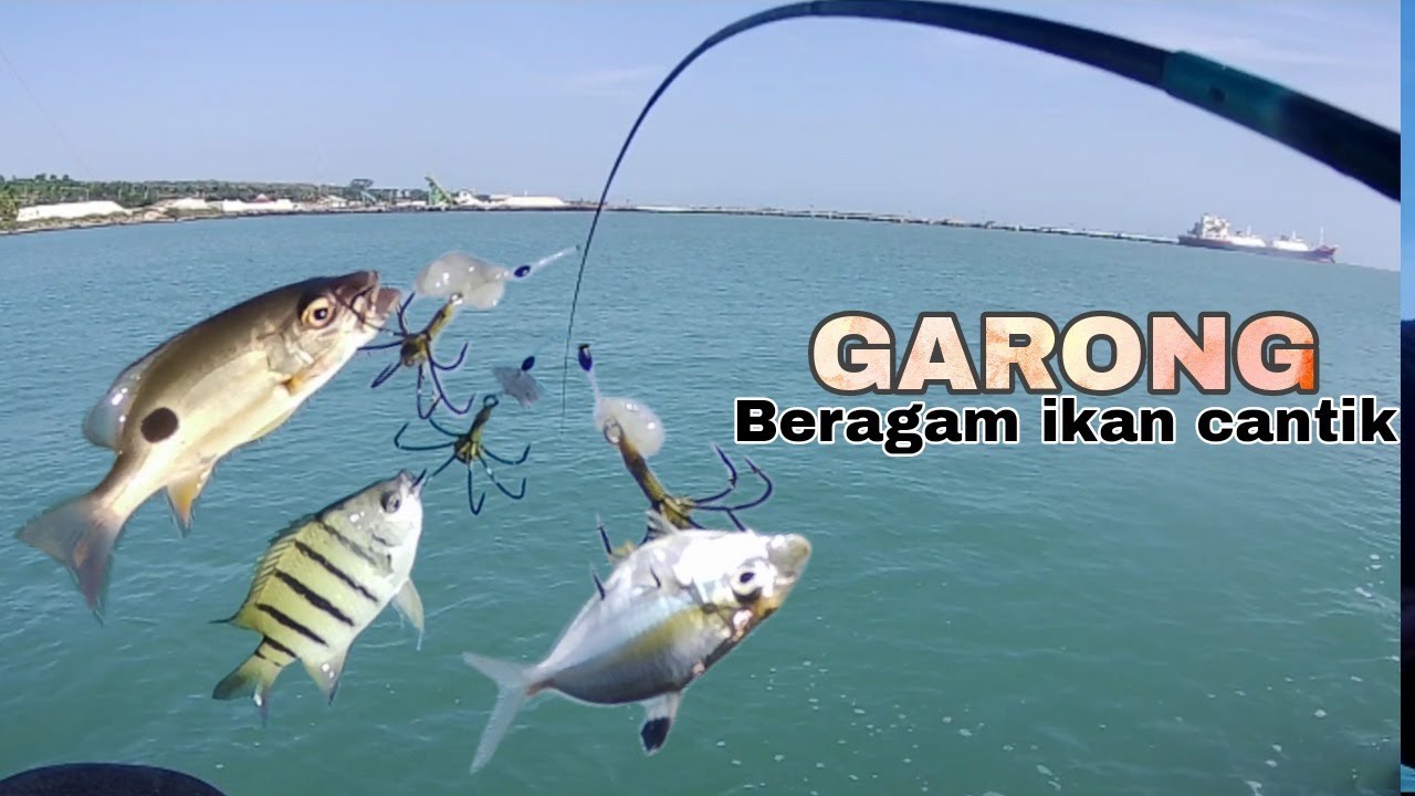 Mancing Garong di pelabuhan Rembang // banyak strike ikan cantik - YouTube