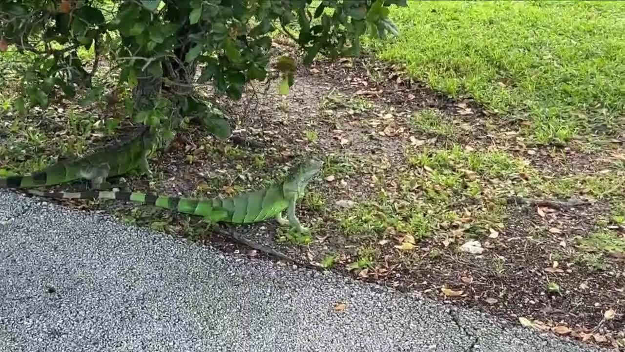 Watch out for cold-stunned iguanas with cold weather in weekend ...