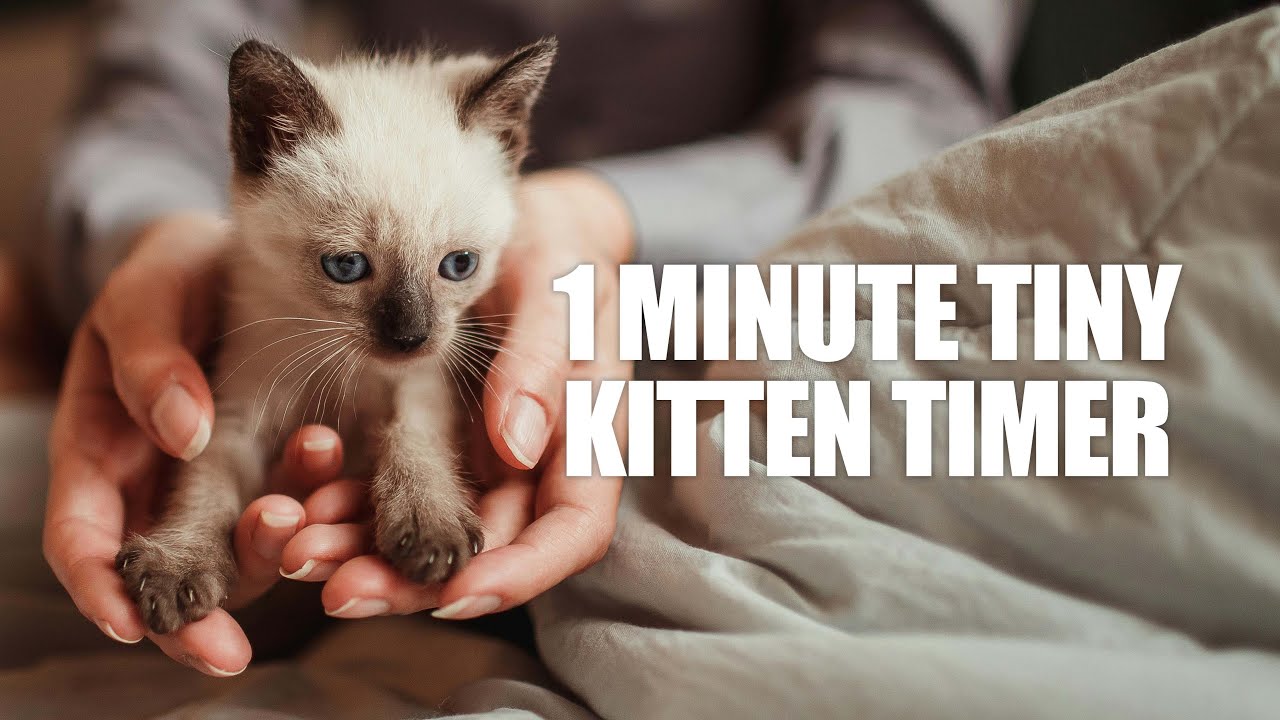 1 Minute Timer - One Minute Tiny Kitten Timer - Kitten Meowing Alarm ...