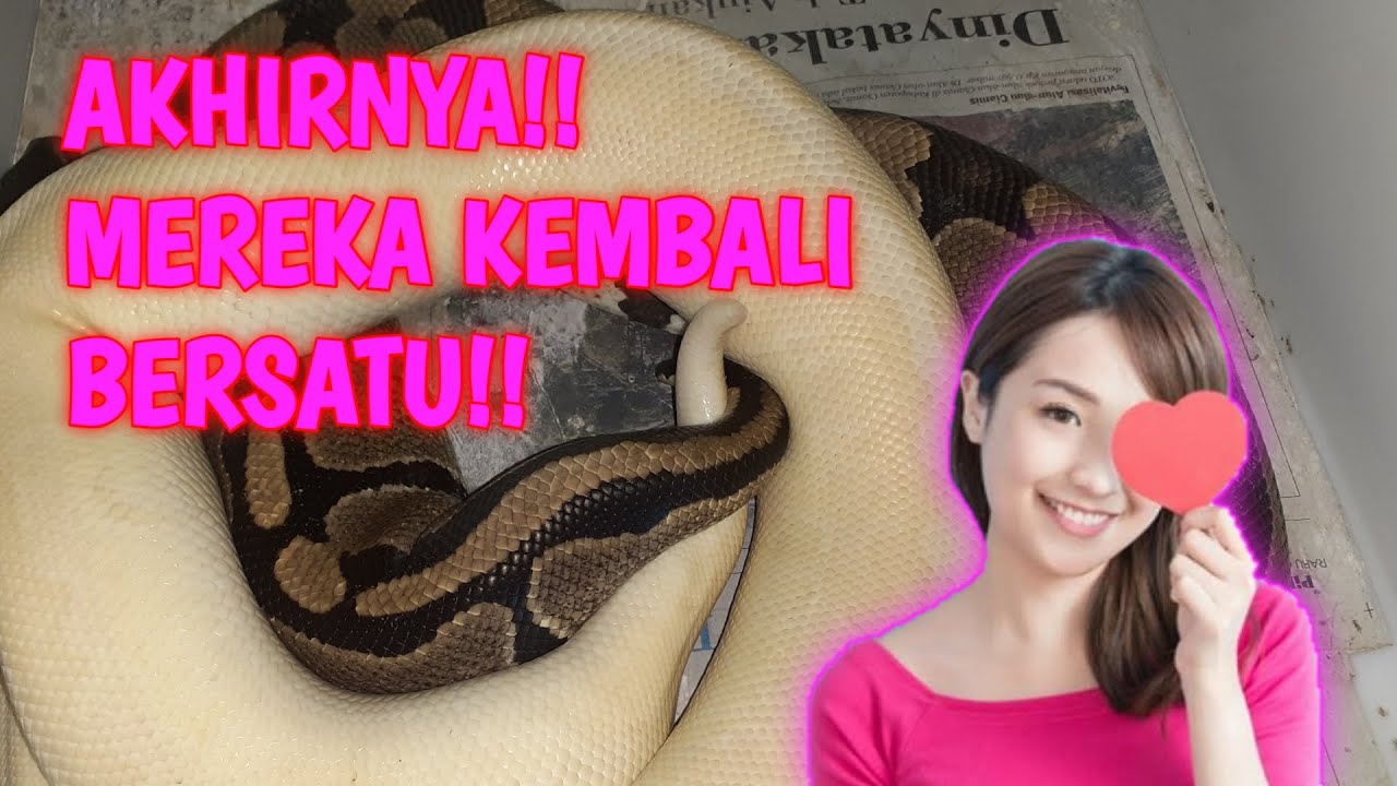PROSES PERKAWINAN BALL PYTHON #1 - YouTube