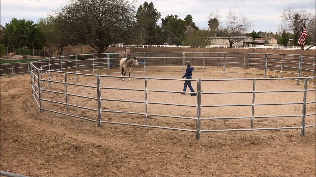 Brian 7 Step 3 Groundwork Lesson 1 Roundpen for Respect - YouTube