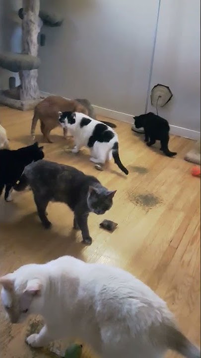 11 Cats had a CatNiP Party.... - YouTube