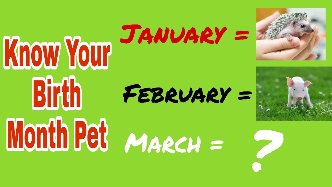 Your Birth Month Your Pet - YouTube