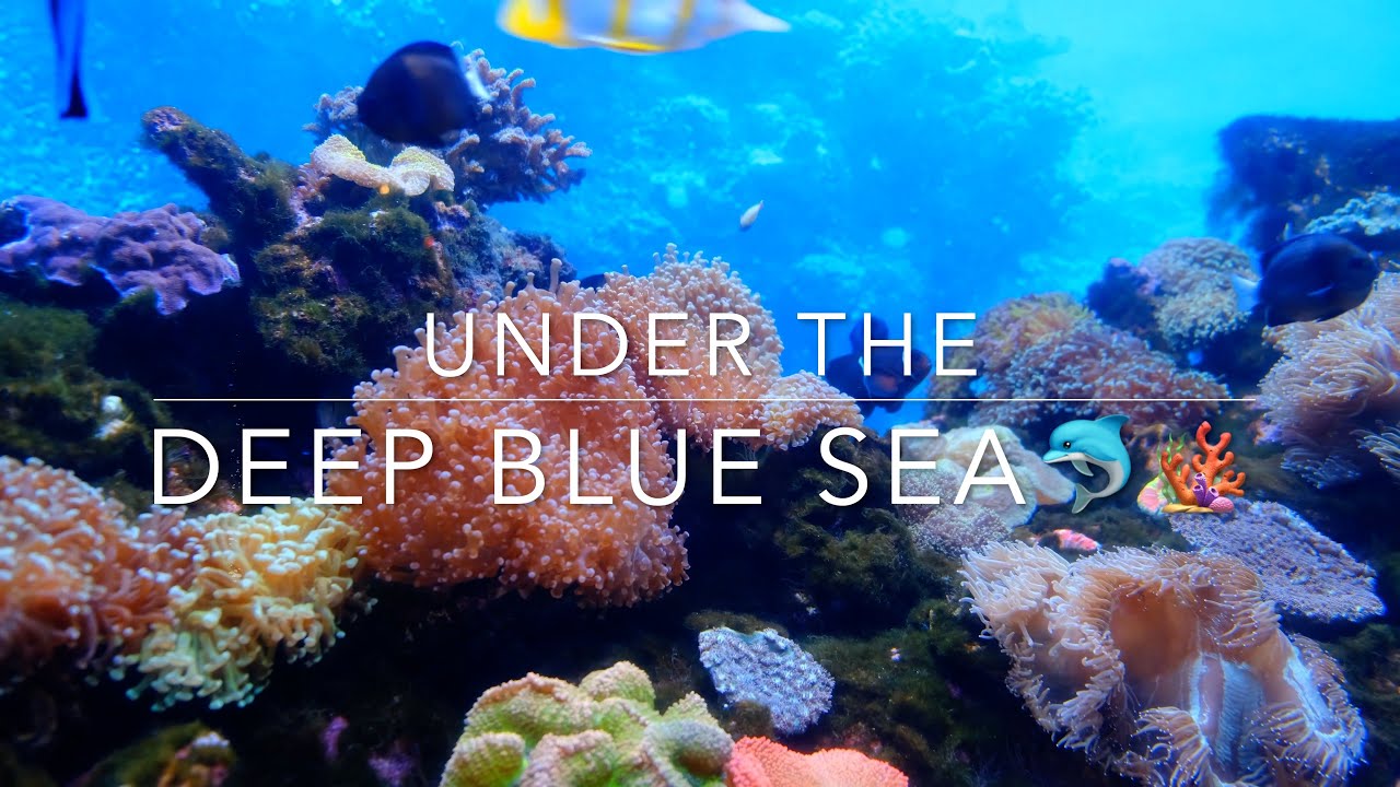 Under the Deep Blue Sea | Ambient DEEP SLEEP RELAXATION sounds 🐬💤 - YouTube