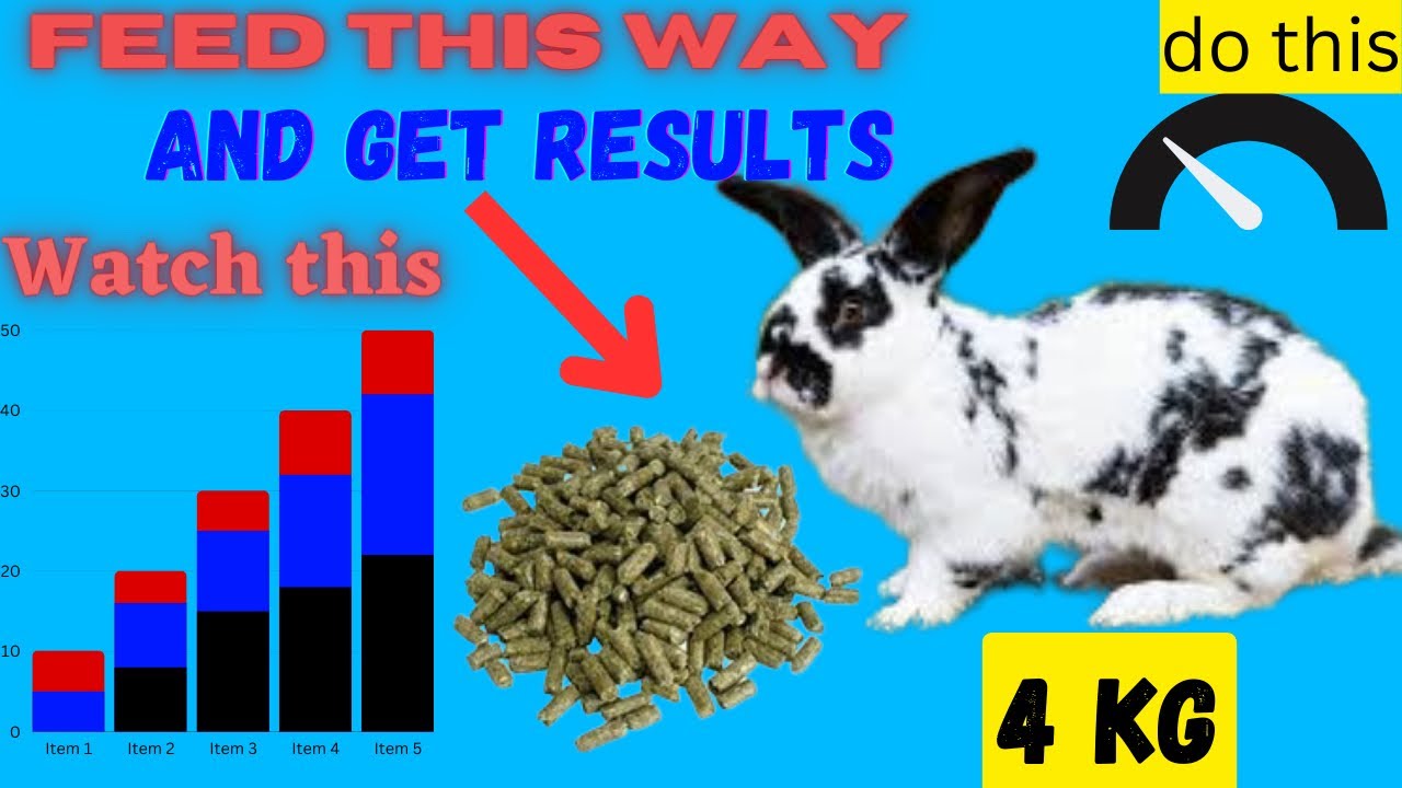 Don’t feed rabbits anyhow do this #rabbit - YouTube