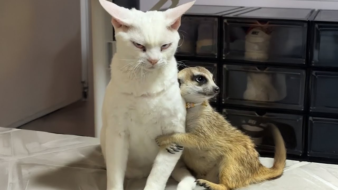 Cat uses 100% friendliness 😹 Funny Cats Make Friends with Other Animals ...