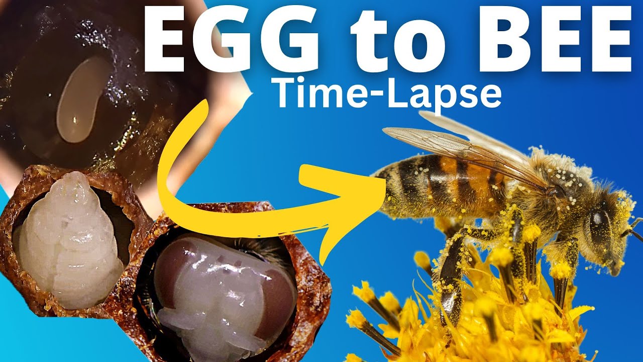 Incredible EGG to BEE Hatching Lifecycle! (Time Lapse + Explanation ...
