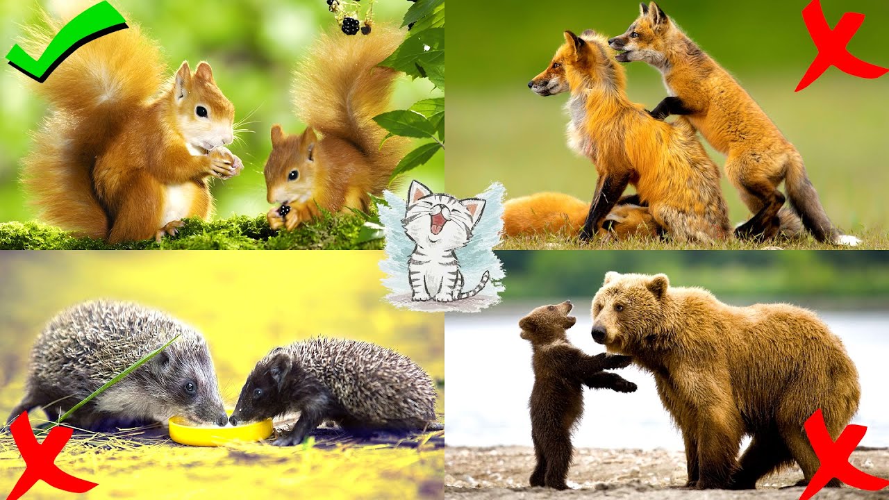 ЛІСОВІ ТВАРИНИ та їх дитинчата. Вікторина зі звуками тварин для дітей ...