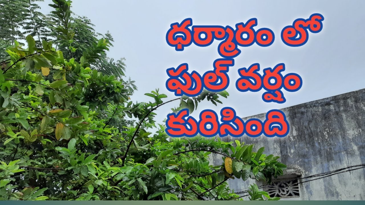 Heavy Rain in Dharmaram || Mana telangana Uru Muchatlu - YouTube