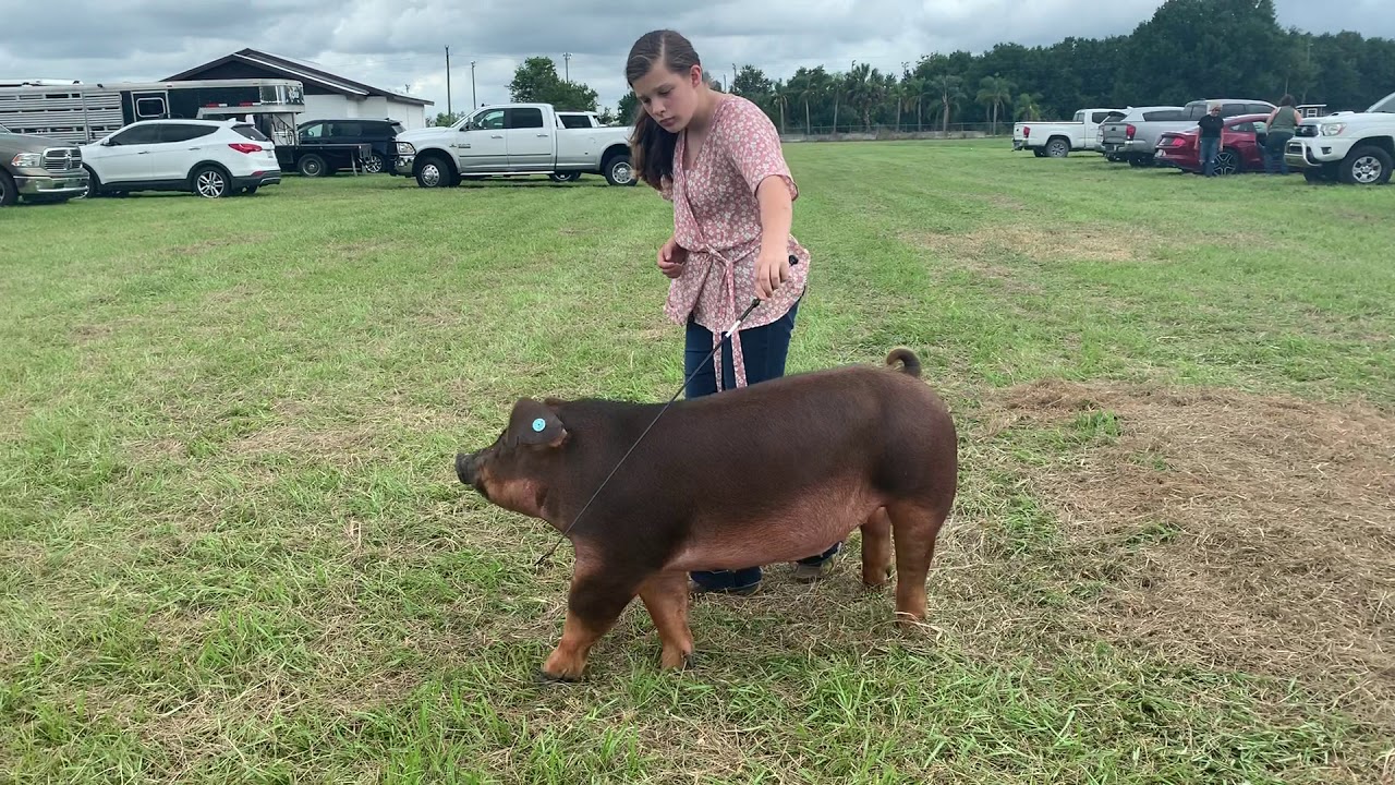 Animal ID: 43834 | Breeding Gilts | 12/13/2019 | Class 3 | Market Swine ...