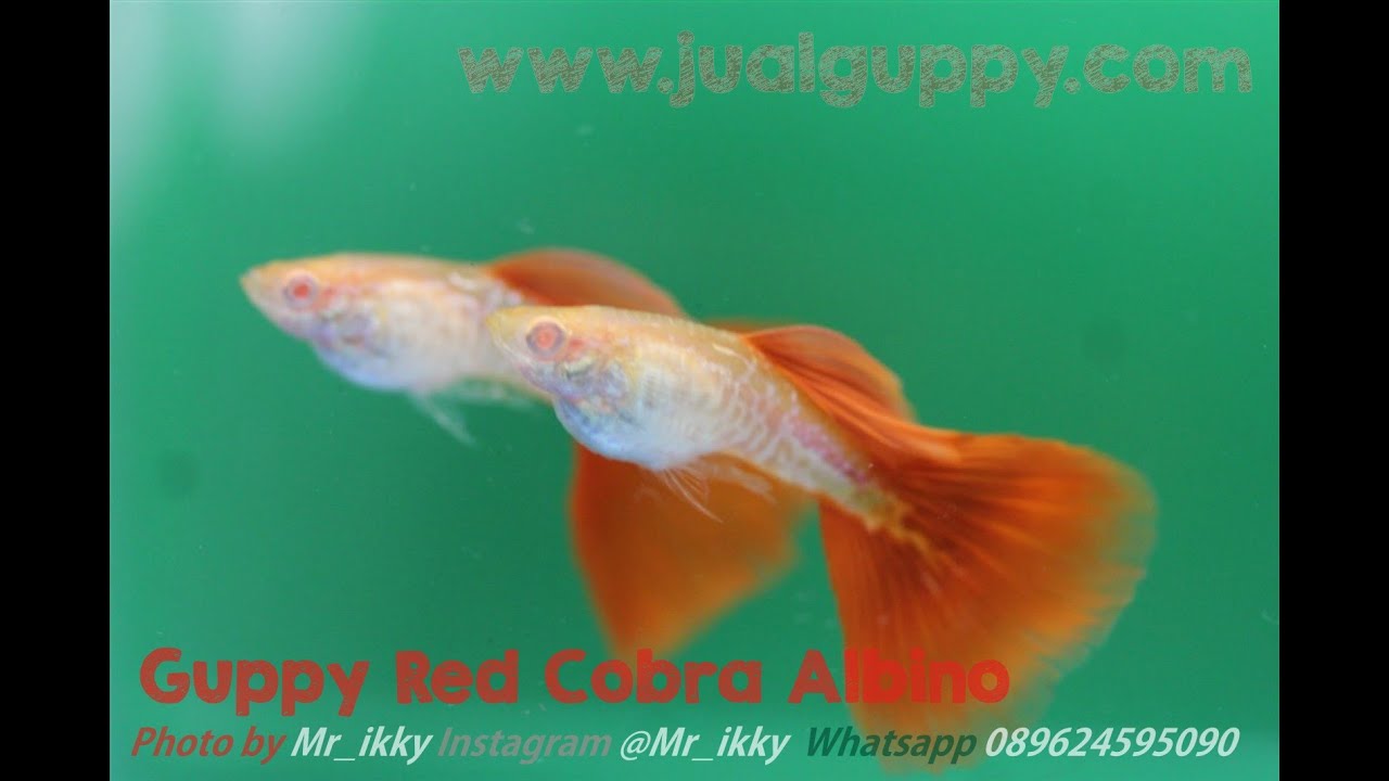 Guppy Red Cobra - YouTube