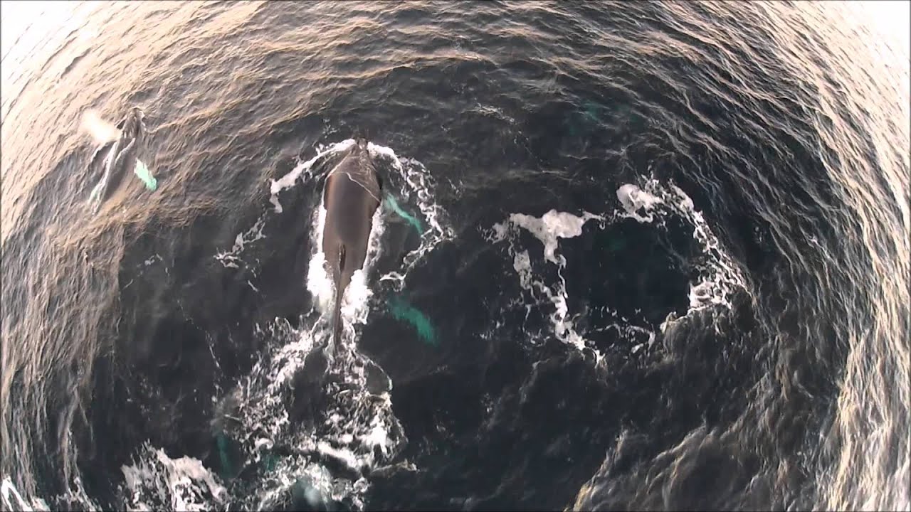 Flying above humpback whales. Andøya, Norway. - YouTube
